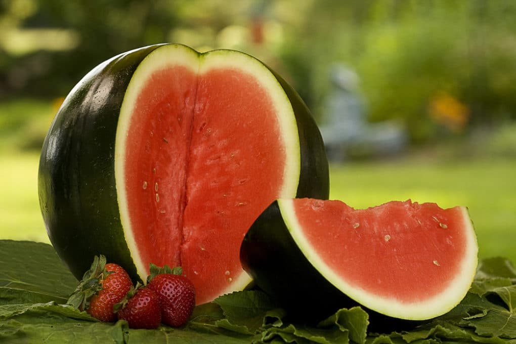 Tips for Successfully Growing Seedless Watermelons - Garden.eco