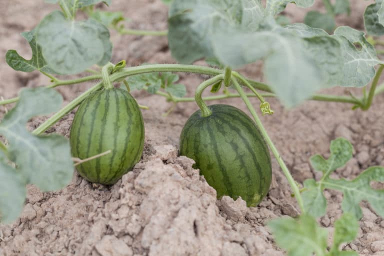 Where Do Watermelons Grow? » Top Facts & Tips