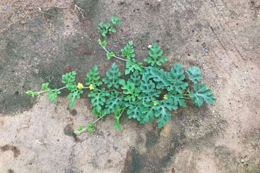 Where Do Watermelons Grow? » Top Facts & Tips