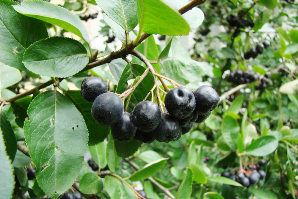 Growing Aronia Berry Bushes - Garden.eco