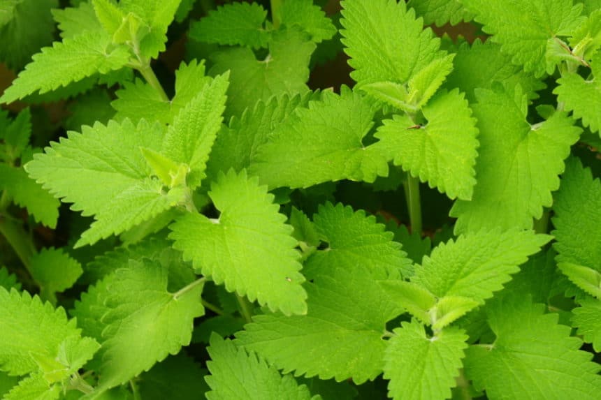 Varieties of Catnip Plants