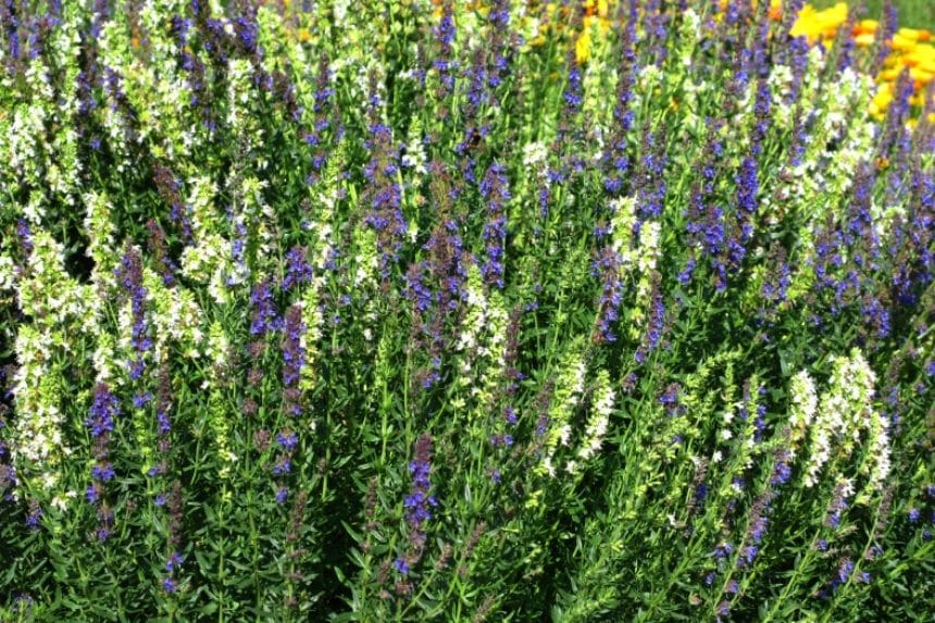 Varieties of Catnip Plants