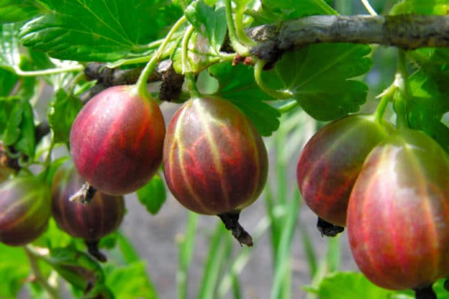Gooseberry varieties " The best at a glance