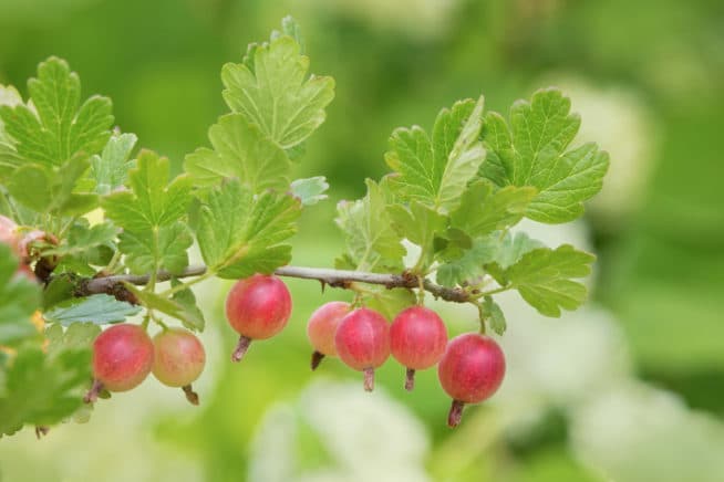 Gooseberry varieties " The best at a glance