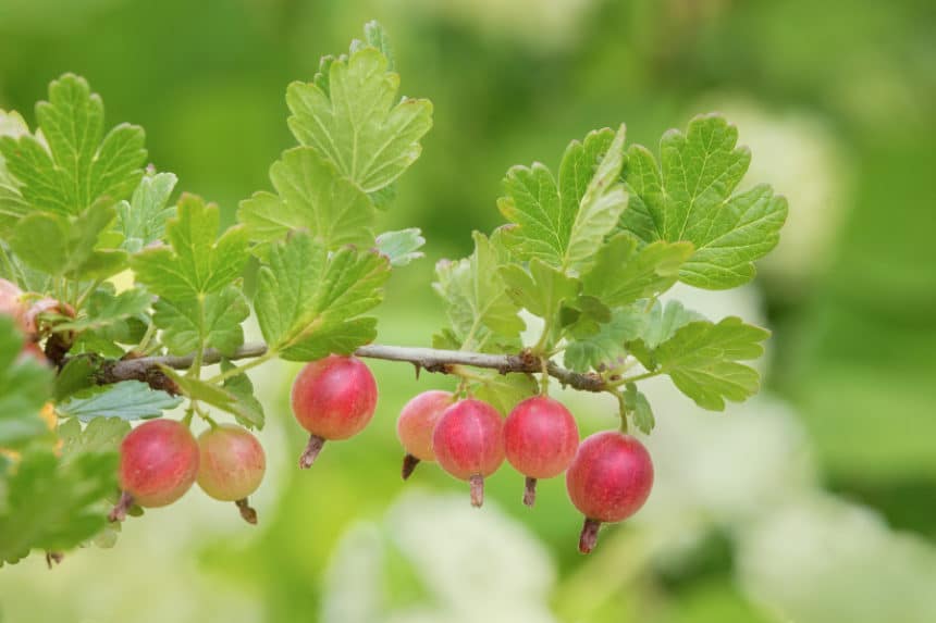 Gooseberry care " With these tips they thrive in the best way