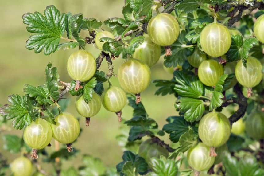 Cleaning gooseberries " How to do it right