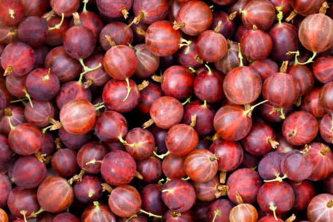 Gooseberry varieties " The best at a glance