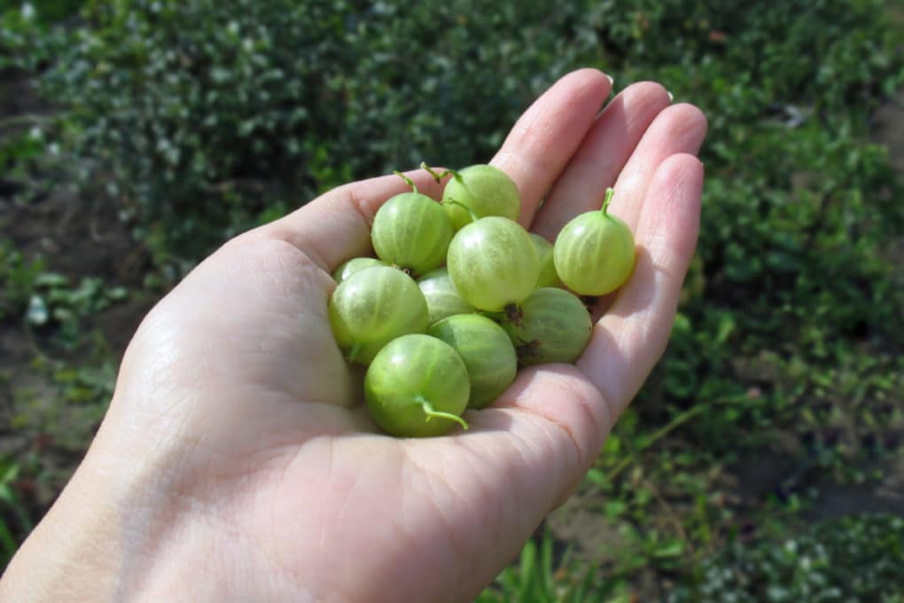 Cutting gooseberries " How to do it like the pros