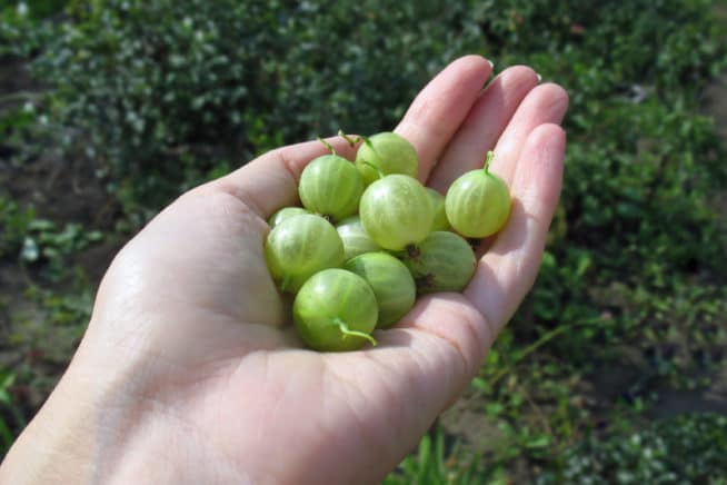 Gooseberry varieties " The best at a glance