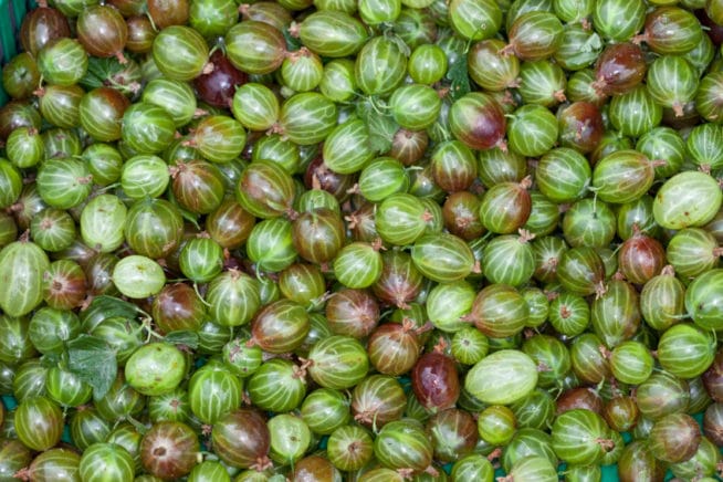 Gooseberry varieties " The best at a glance