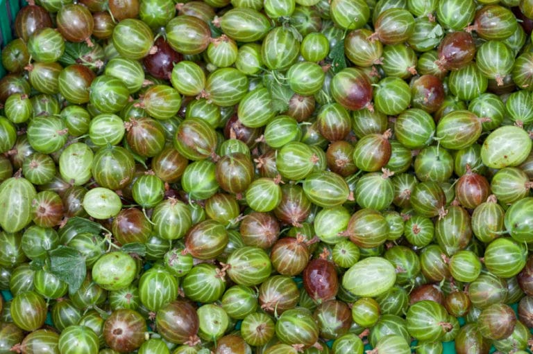 Gooseberry varieties " The best at a glance