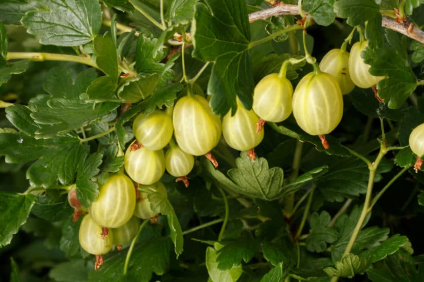 Gooseberry care " With these tips they thrive in the best way
