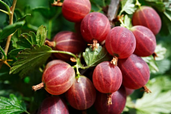 Gooseberry varieties " The best at a glance