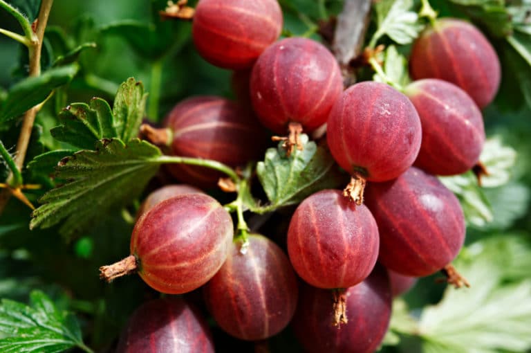 Cleaning gooseberries " How to do it right